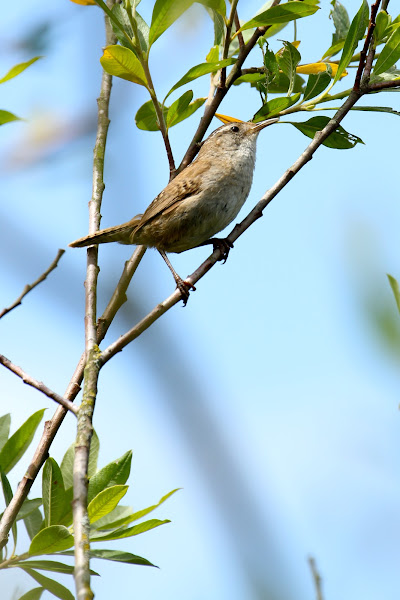 Marsh Wren | Project Noah