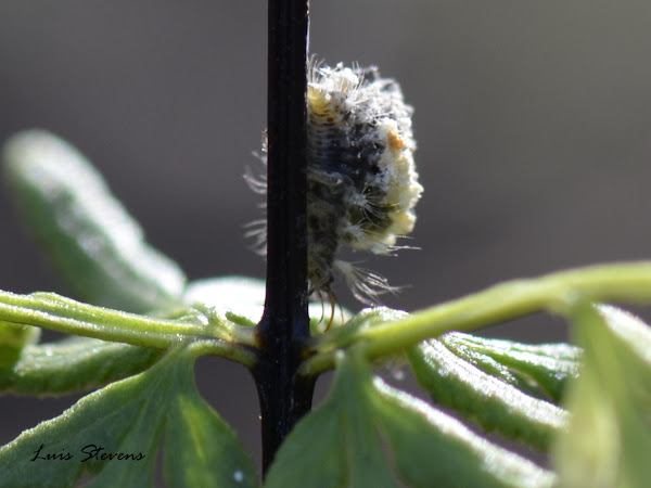 Lacewing larva | Project Noah