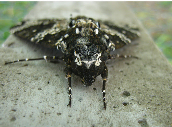 Rustic Sphinx | Project Noah