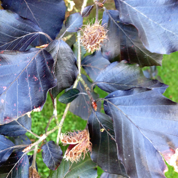 European Beech | Project Noah