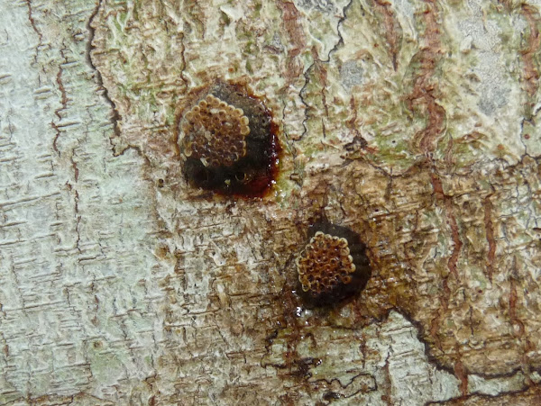 Assassin bug Egg mass | Project Noah