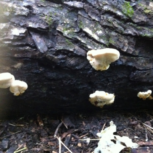 Red Banded Polypore | Project Noah