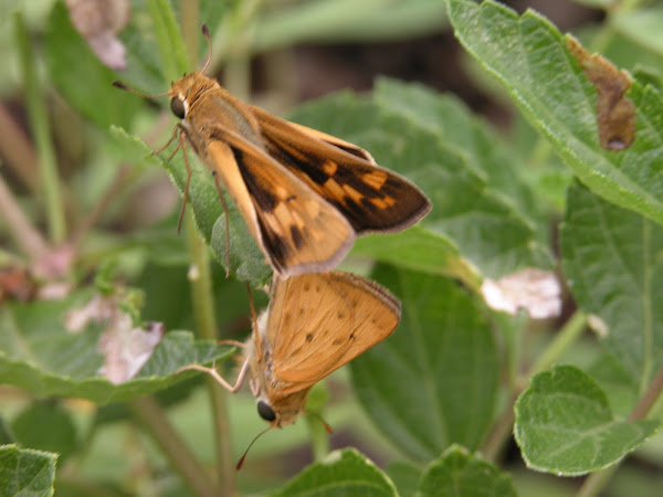 Fiery Skippers mating | Project Noah