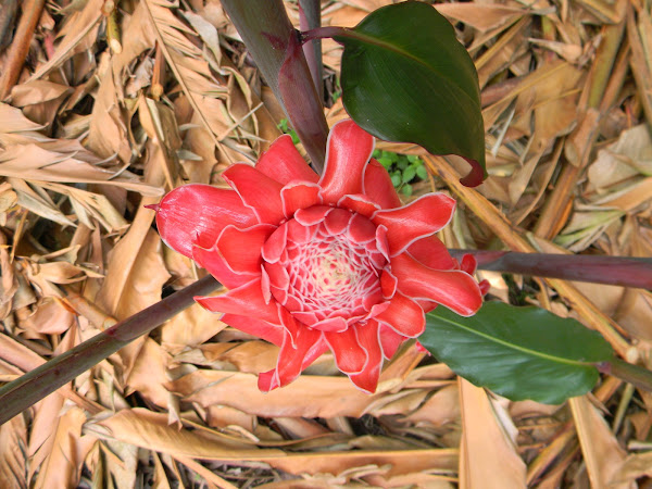 Torch Ginger | Project Noah