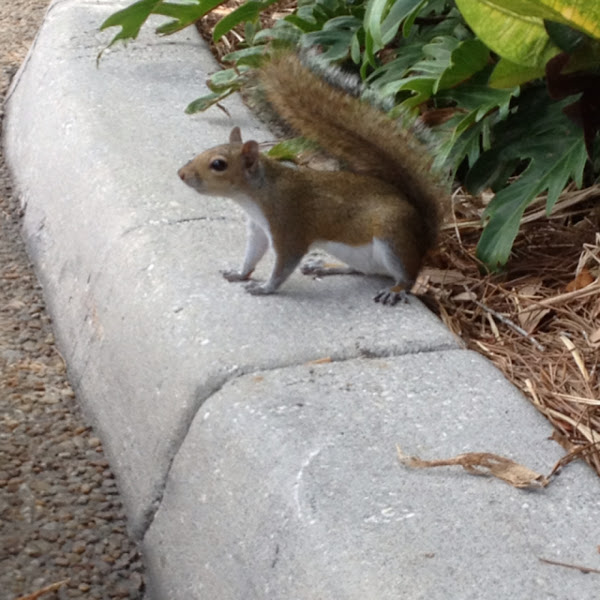 Grey Squirrels | Project Noah