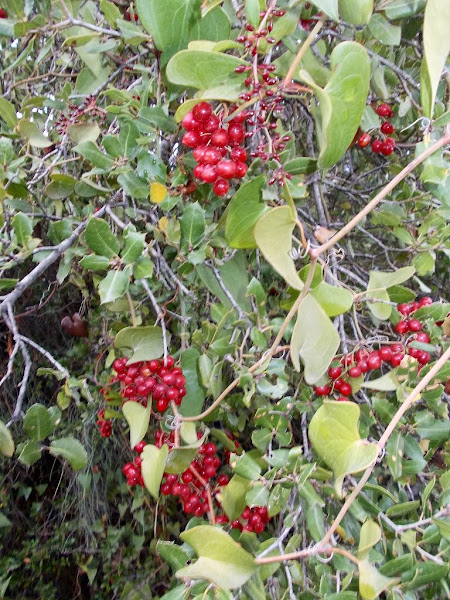 Rough bindweed (Αρκουδόβατος) | Project Noah