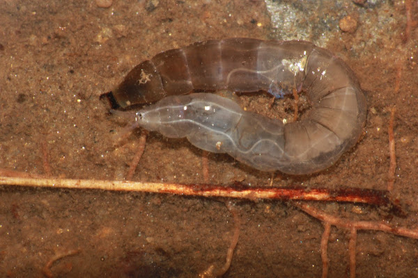 Crane Fly larva | Project Noah