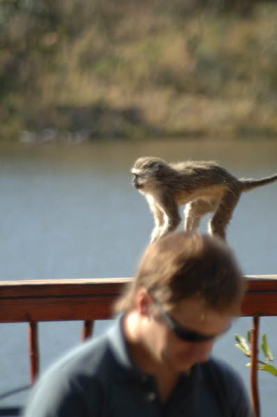 Vervet Monkey | Project Noah