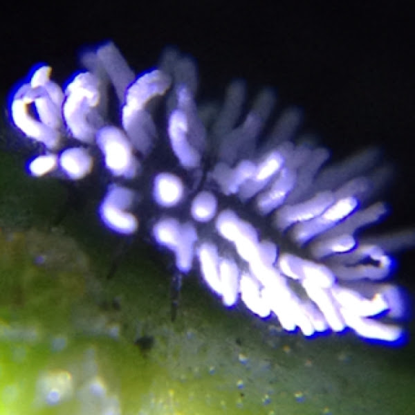 Mealybug Destroyer larva | Project Noah