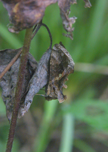 Soybean Looper | Project Noah