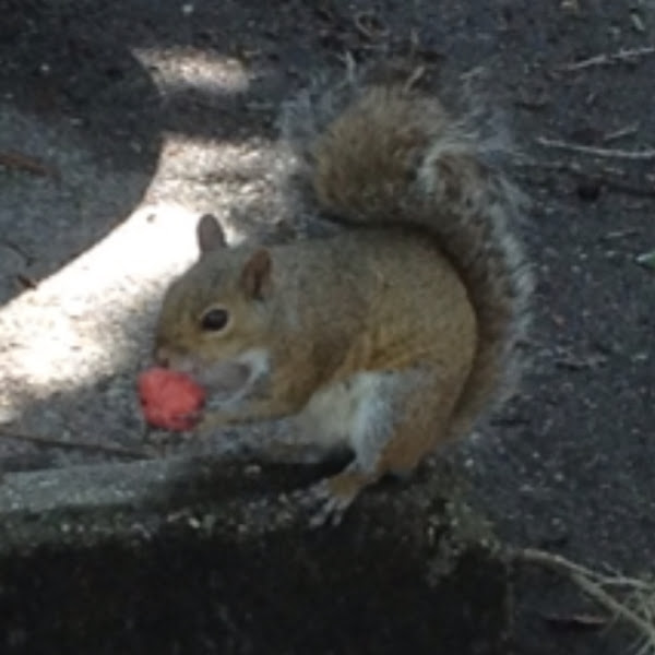 Grey Squirrels | Project Noah
