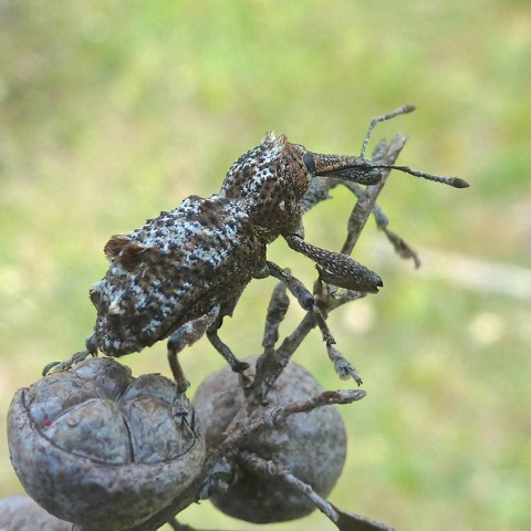 Elephant Weevil | Project Noah