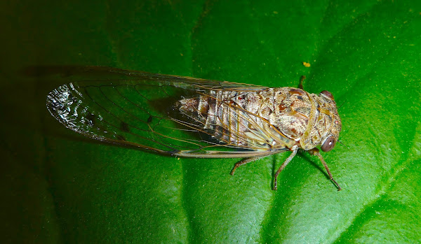 Cicada | Project Noah