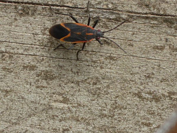 Box Elder Bug | Project Noah