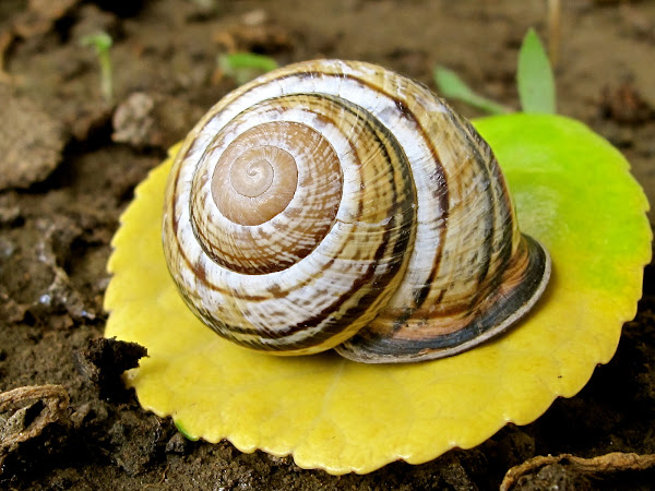 Striped Snail | Project Noah