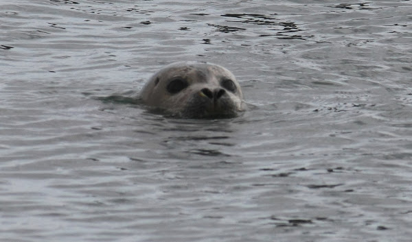 Atlantic Harbor Seal | Project Noah