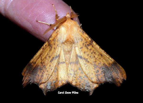 Maple Spanworm Moth | Project Noah