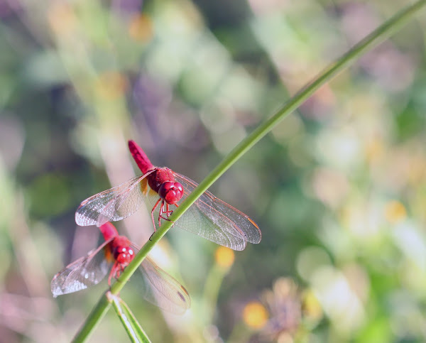 Dragon Fly | Project Noah