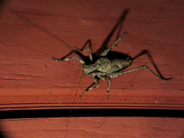 Shieldback Katydid | Project Noah