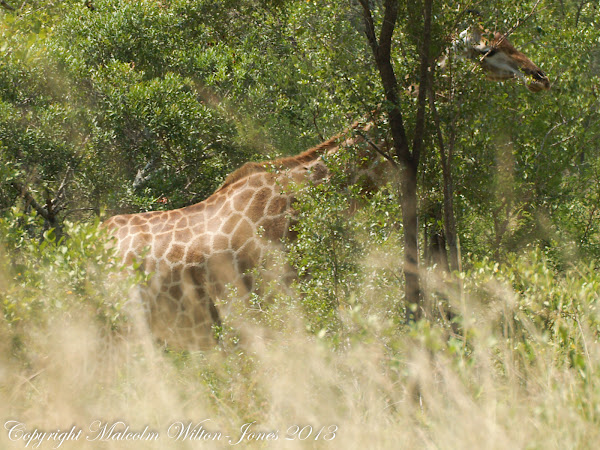 Giraffe | Project Noah