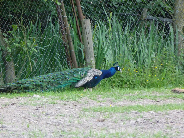 Indian Blue Peacock | Project Noah