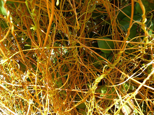 Japanese Dodder | Project Noah