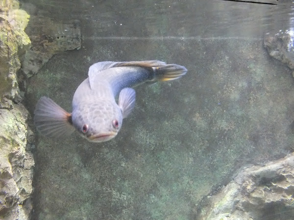 Snakehead | Project Noah