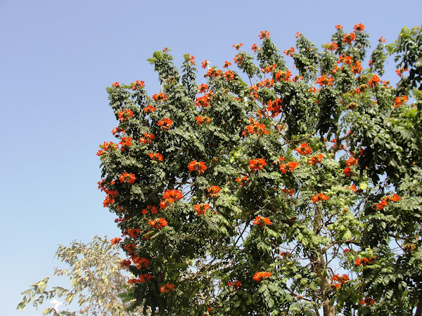 रुद्र पलाश African Tulip Tree | Project Noah
