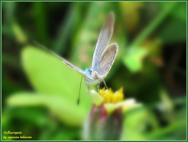 Lesser Grass Blue Butterfly | Project Noah