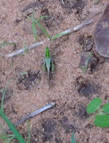 grasshopper | Project Noah