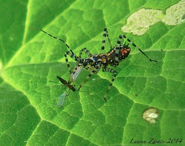 Nymph of the Banded Assassin Bug | Project Noah
