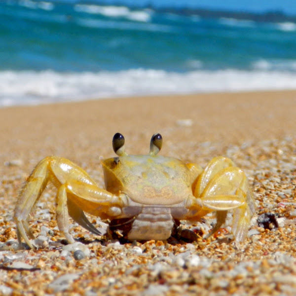 Atlantic Ghost Crab | Project Noah