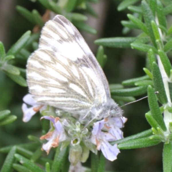 Checkered White | Project Noah