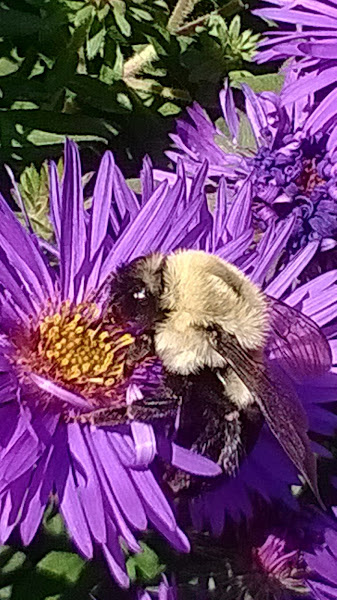 Common Eastern Bumble Bee | Project Noah