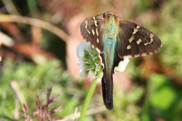 Long-tailed Skipper | Project Noah