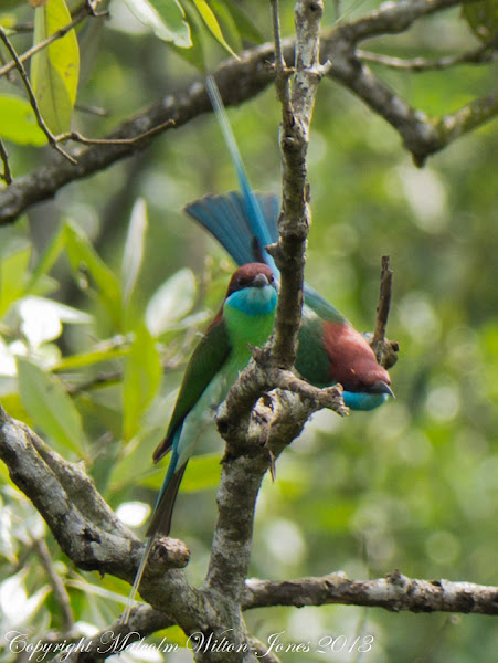 Blue-throated Bee-eater | Project Noah