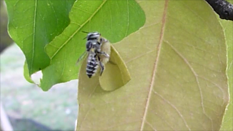 Leaf Cutting Bee | Project Noah