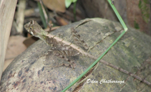 Sri Lankan Kangaroo lizard | Project Noah
