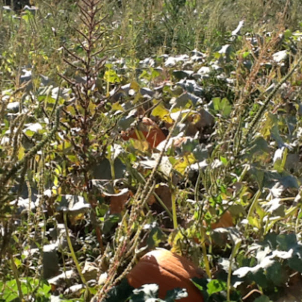 Pumpkin | Project Noah