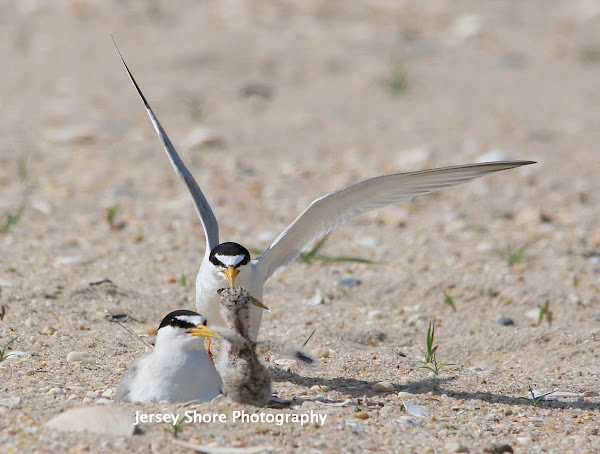 Least tern | Project Noah
