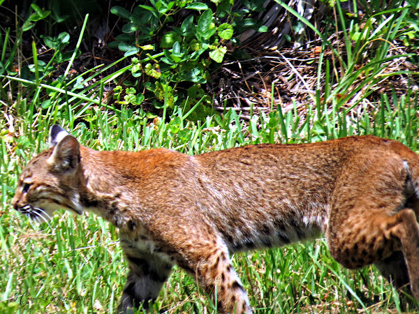 Florida Bobcat | Project Noah