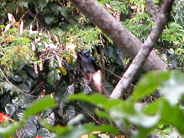 White-bellied Drongo | Project Noah