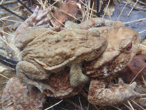 Common toad | Project Noah