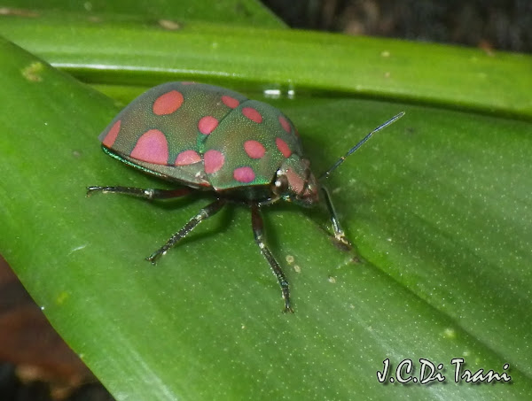 Shield-back bug | Project Noah