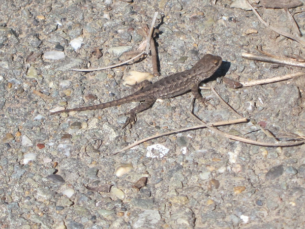 Western Fence Lizard | Project Noah