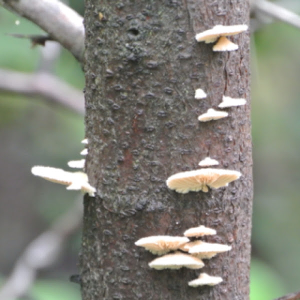 Common split-gill | Project Noah