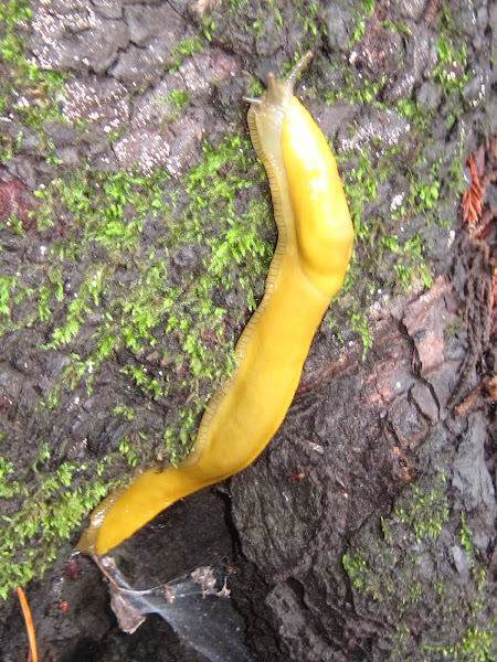 California Banana Slugs | Project Noah