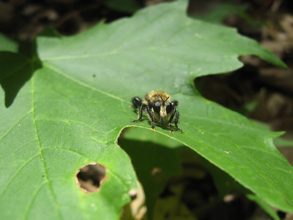 Robber fly bee mimic | Project Noah