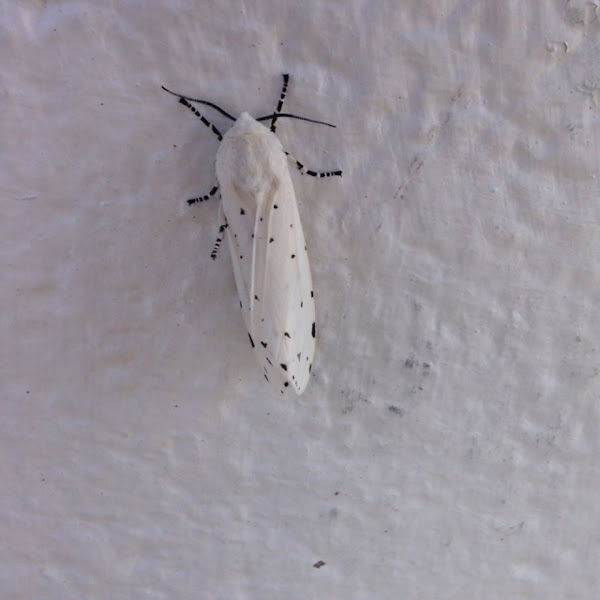 Salt Marsh Moth | Project Noah