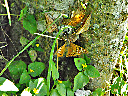 Hackberry Emperor | Project Noah